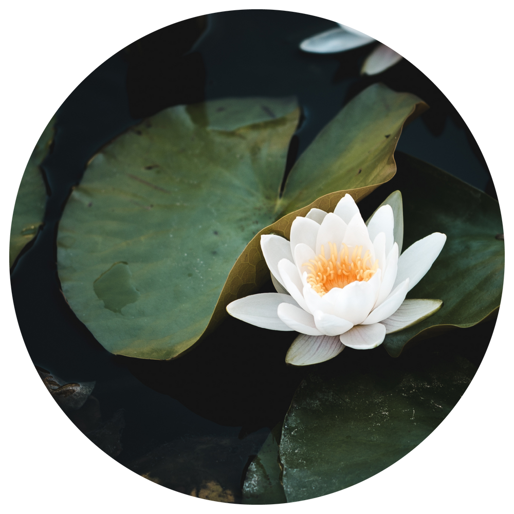 Natural Ingredients – The Retreat England